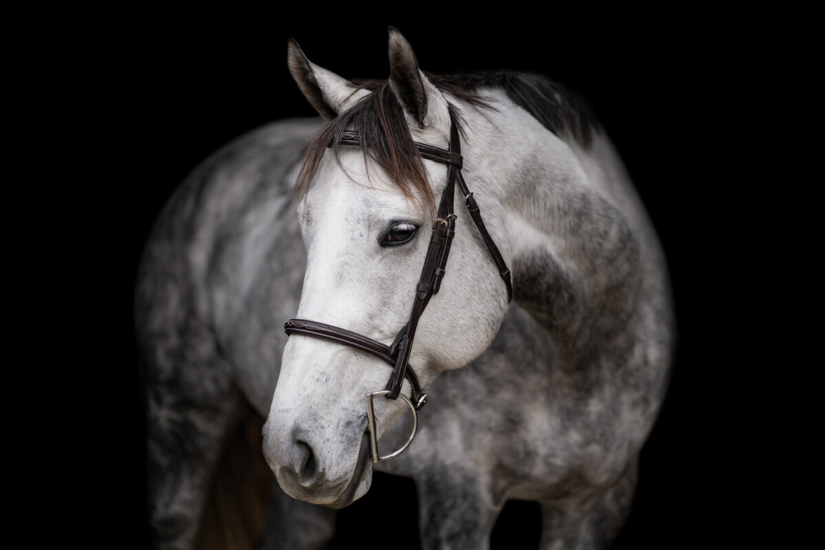 McHenry, Lake & Kane Co. Equine Photographer | Tamara Jaros