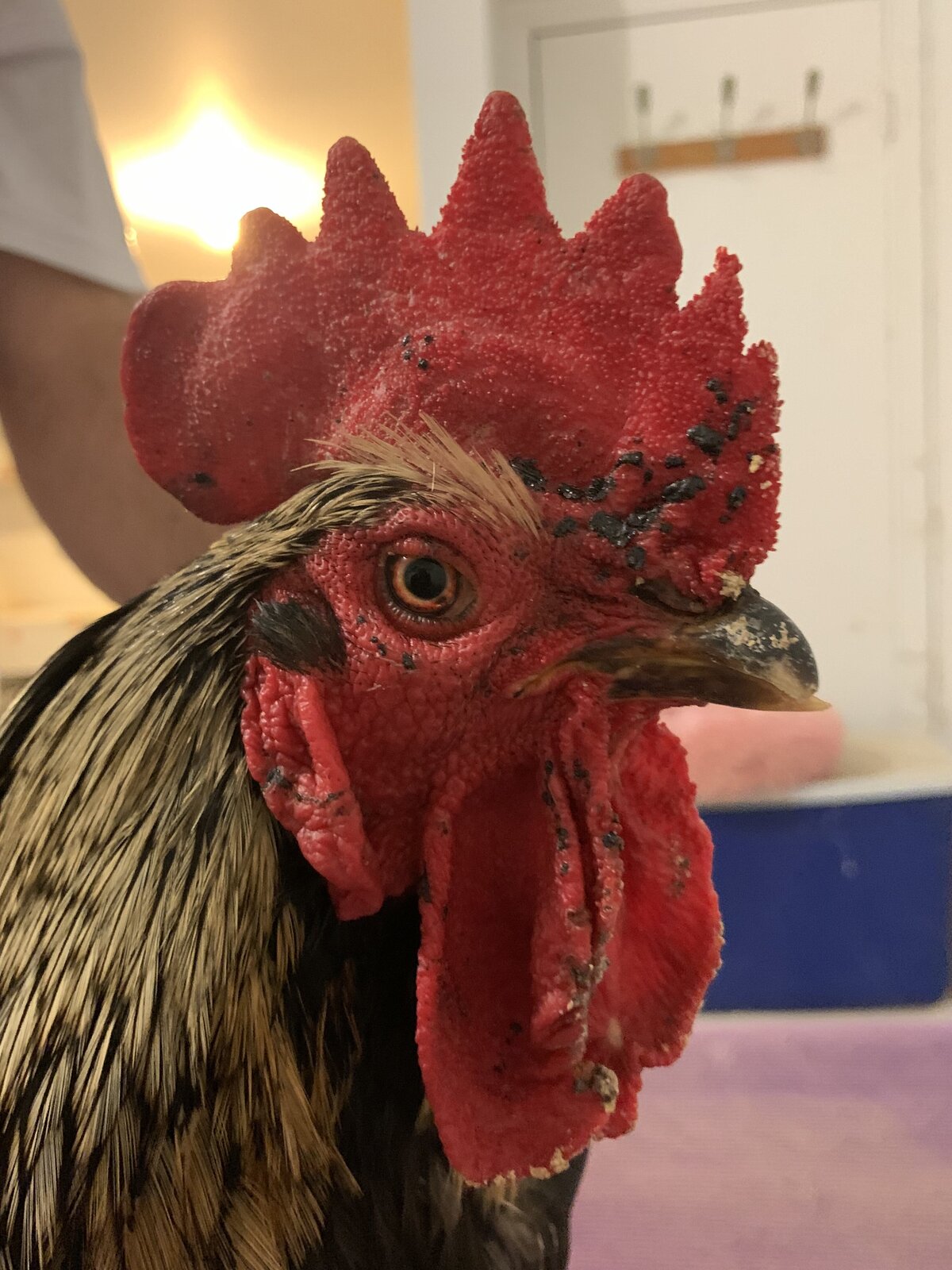Rescued Roosters Get a Home at Lily's Place Animal Sanctuary
