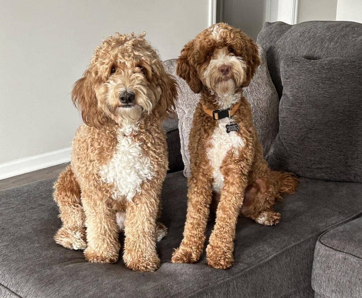 Mini Golden Doodles | Small Country Doodles