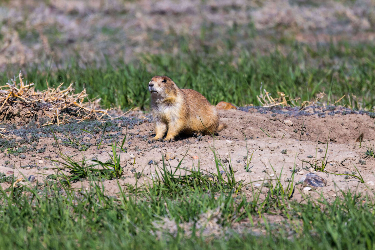 Wyoming Prairie Dog Hunting | Spur Outfitters