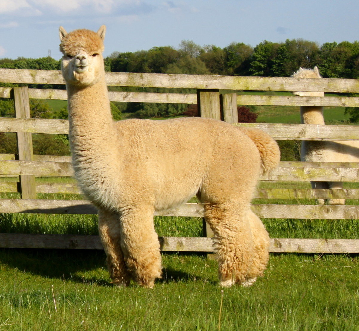 Eringa Park Golden Age - Stud Male Alpaca