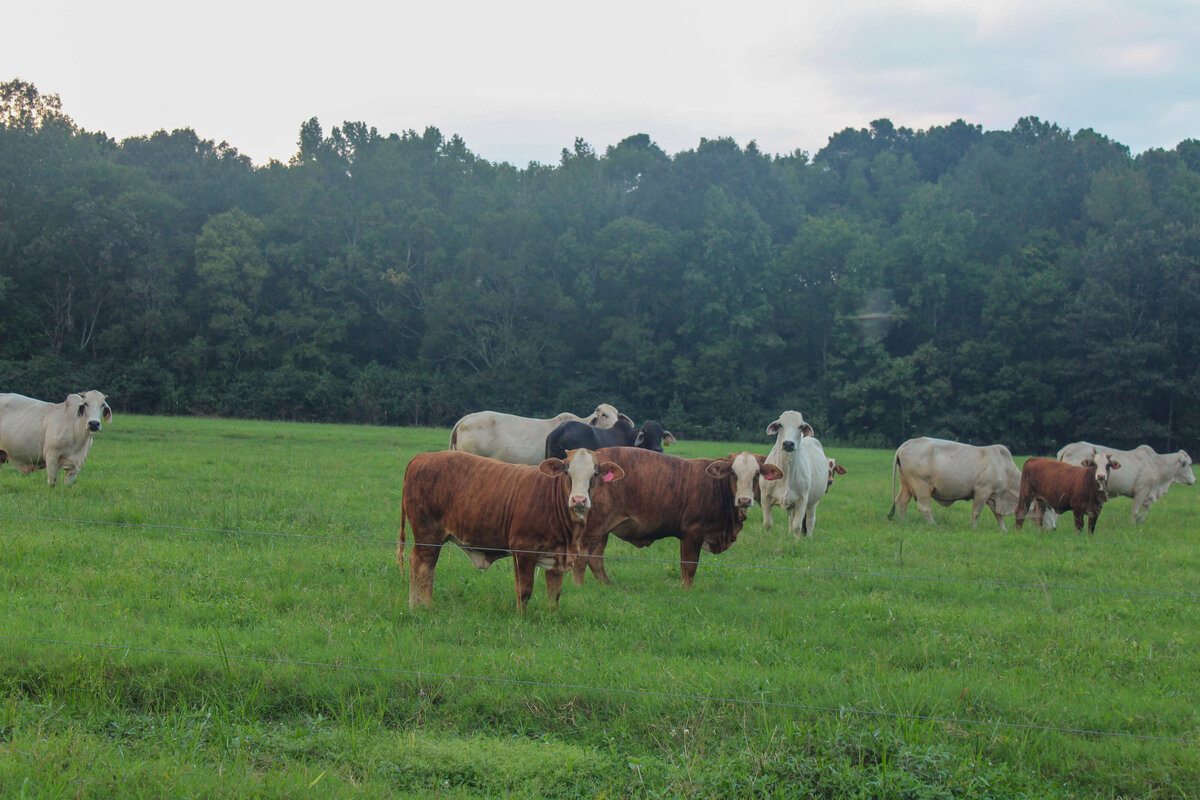 Local Pasture Raised Beef For Sale in Louisiana | Grace Ranch