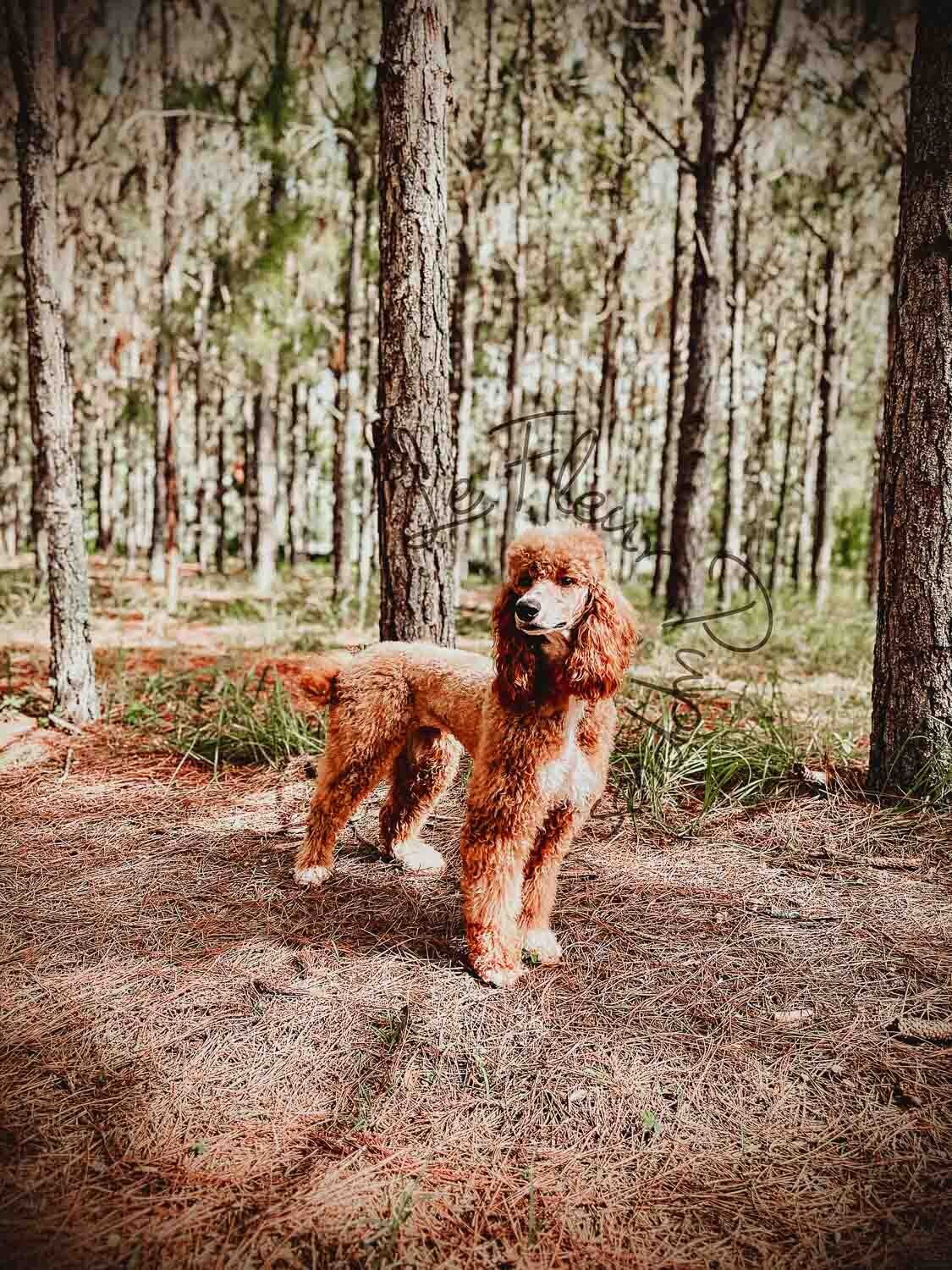 Apply for AKC Poodle Puppy | Poodle Puppy Adoption Process