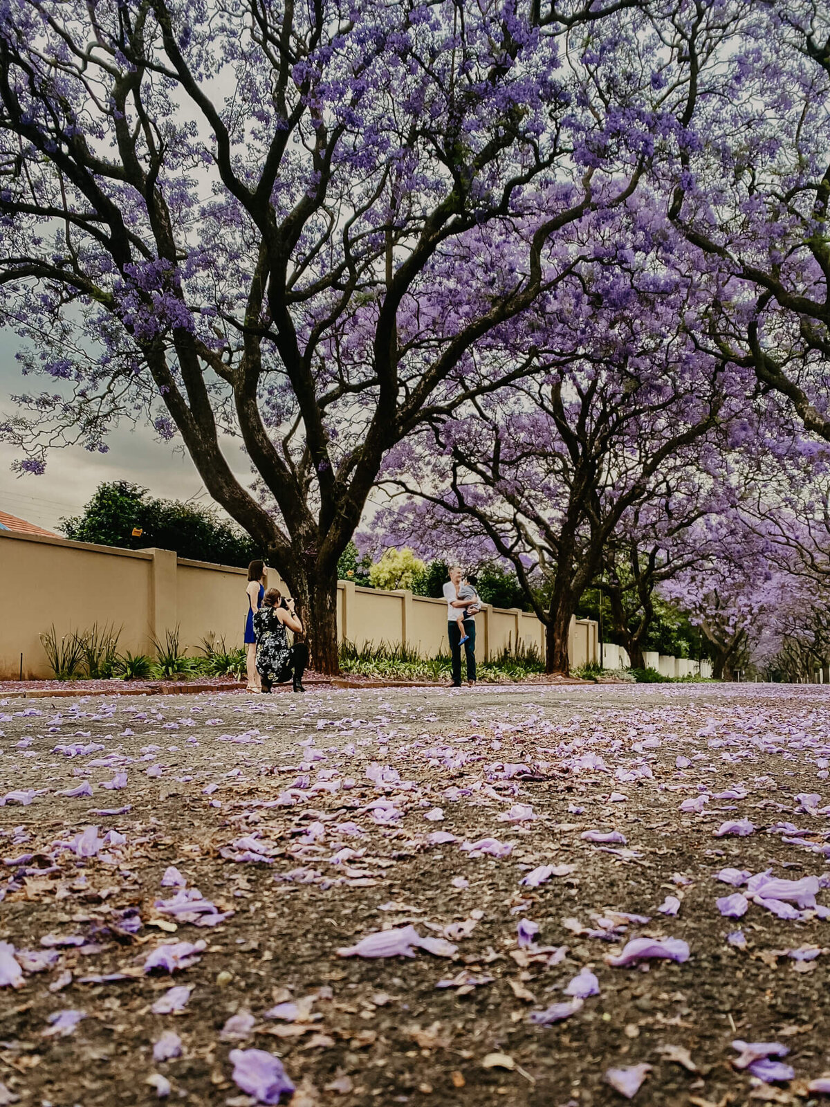Book your Johannesburg Jacaranda photoshoot