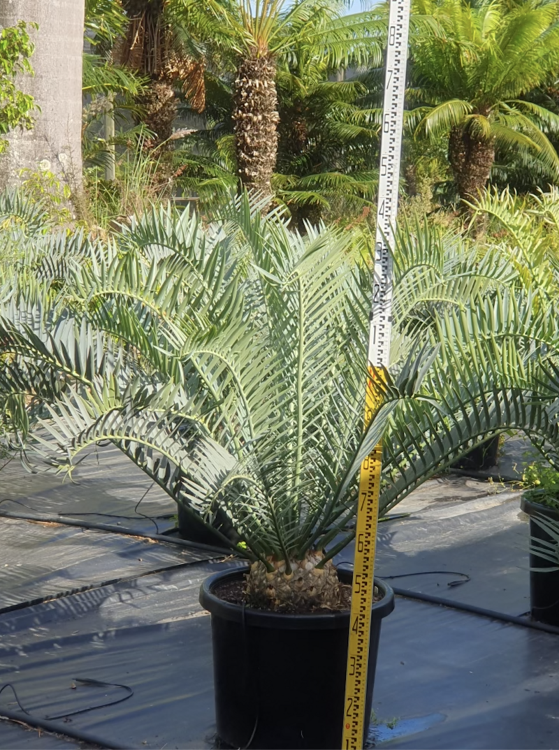 Encephalartos trispinosus | Blue Cycad | Spineless Form | Exotic Trees ...