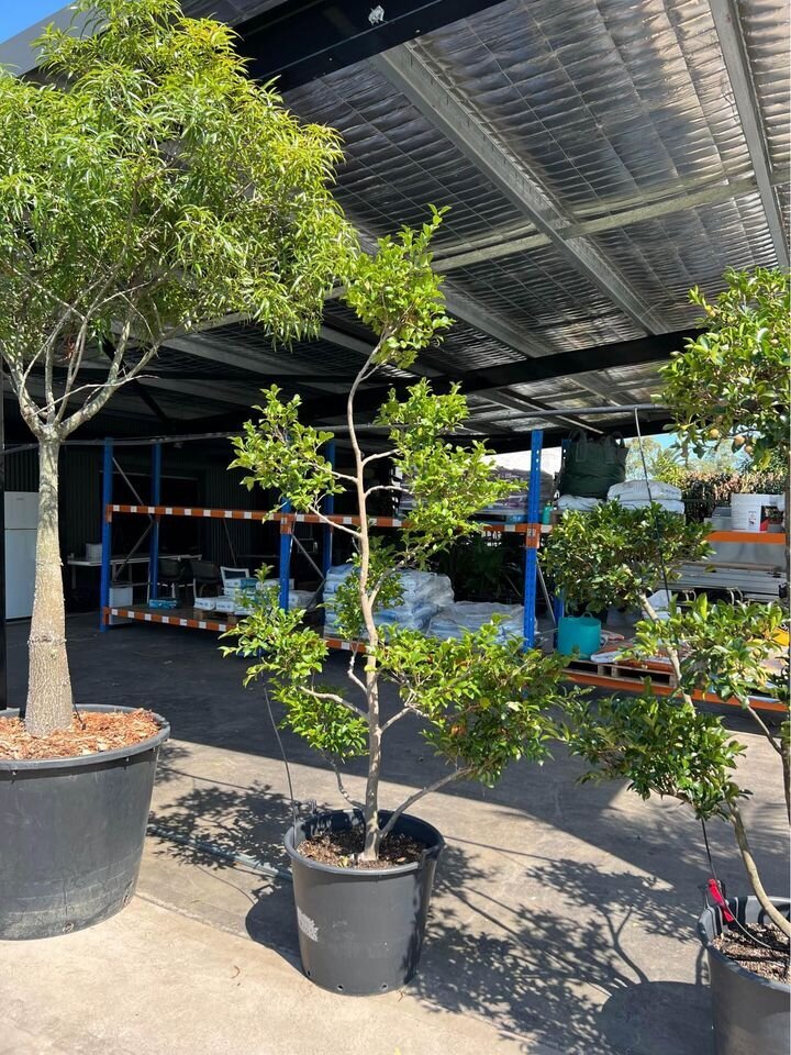 Camellia Pink Cloud Topiary Trees | Sasanqua Cloud Sydney