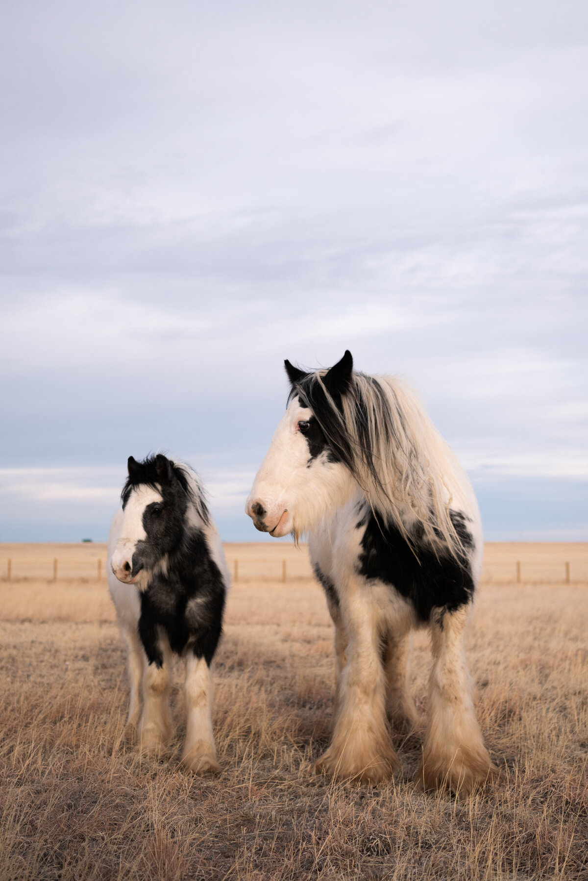 Gypsy Cob Foals located in Northern Colorado