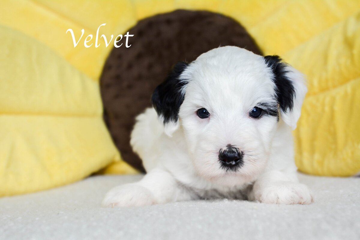 Available Mini and micro Sheepadoodle Puppies