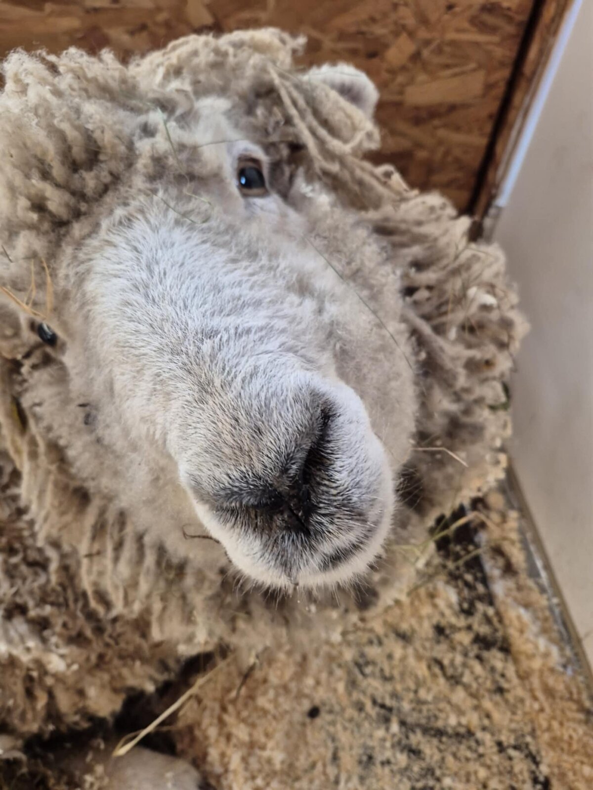 Bob's Rescue Story Lily's Place Animal Sanctuary