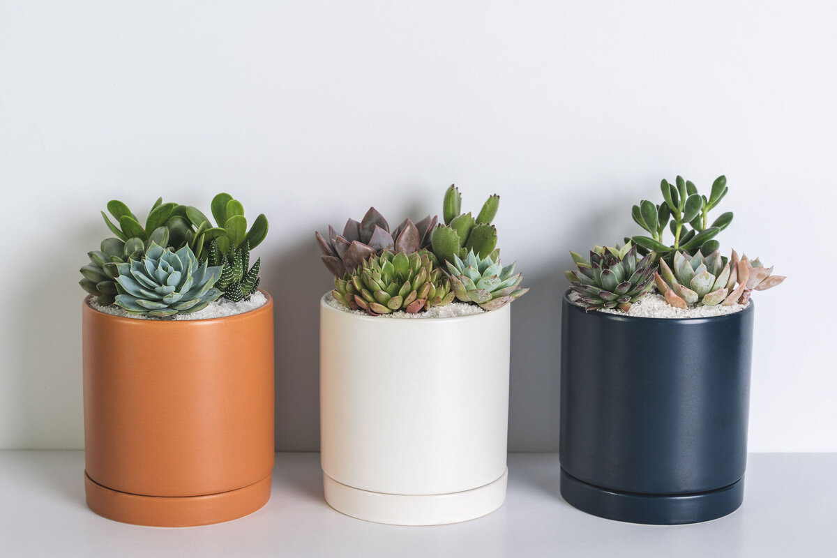 Interactive Virtual Succulent Class | Succulent Bar