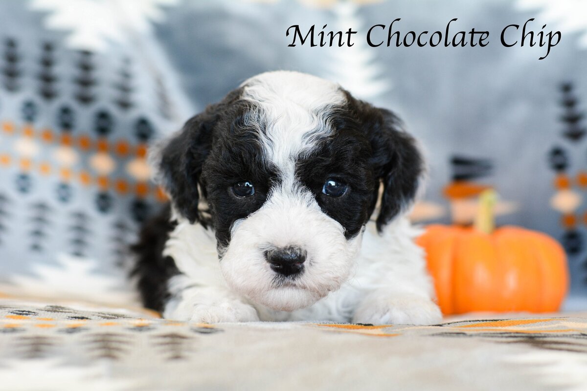 Available Mini and micro Sheepadoodle Puppies