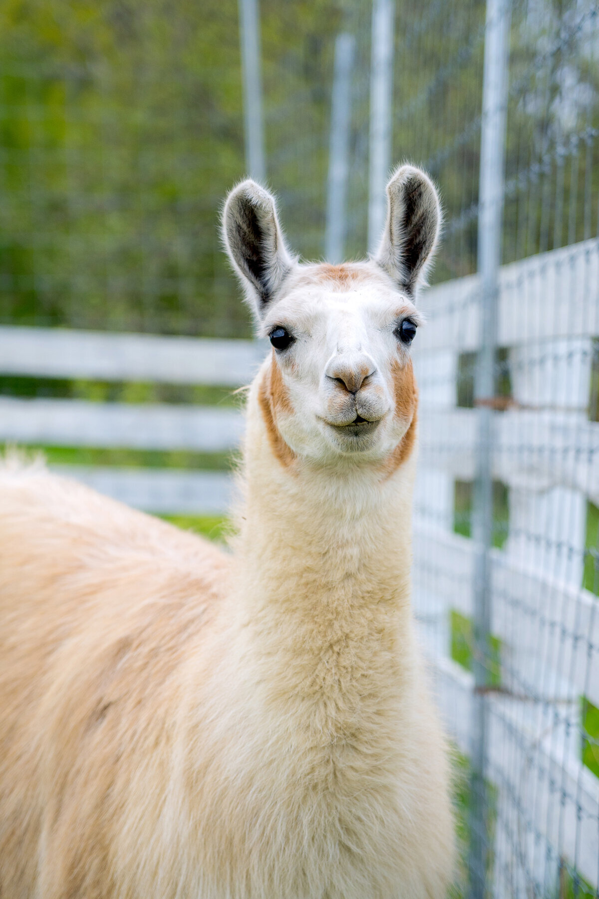 Alpine Ridge Alpacas - Clarksburg, Ontario Llama & Alpacas