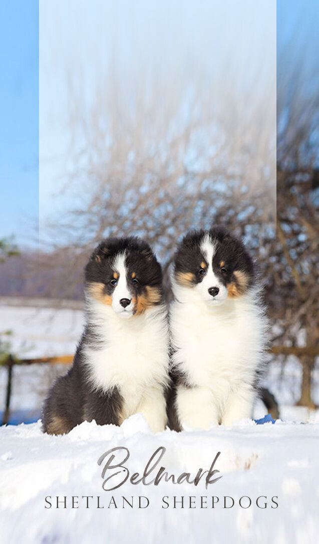 Belmark Shetland Sheepdogs in Ohio