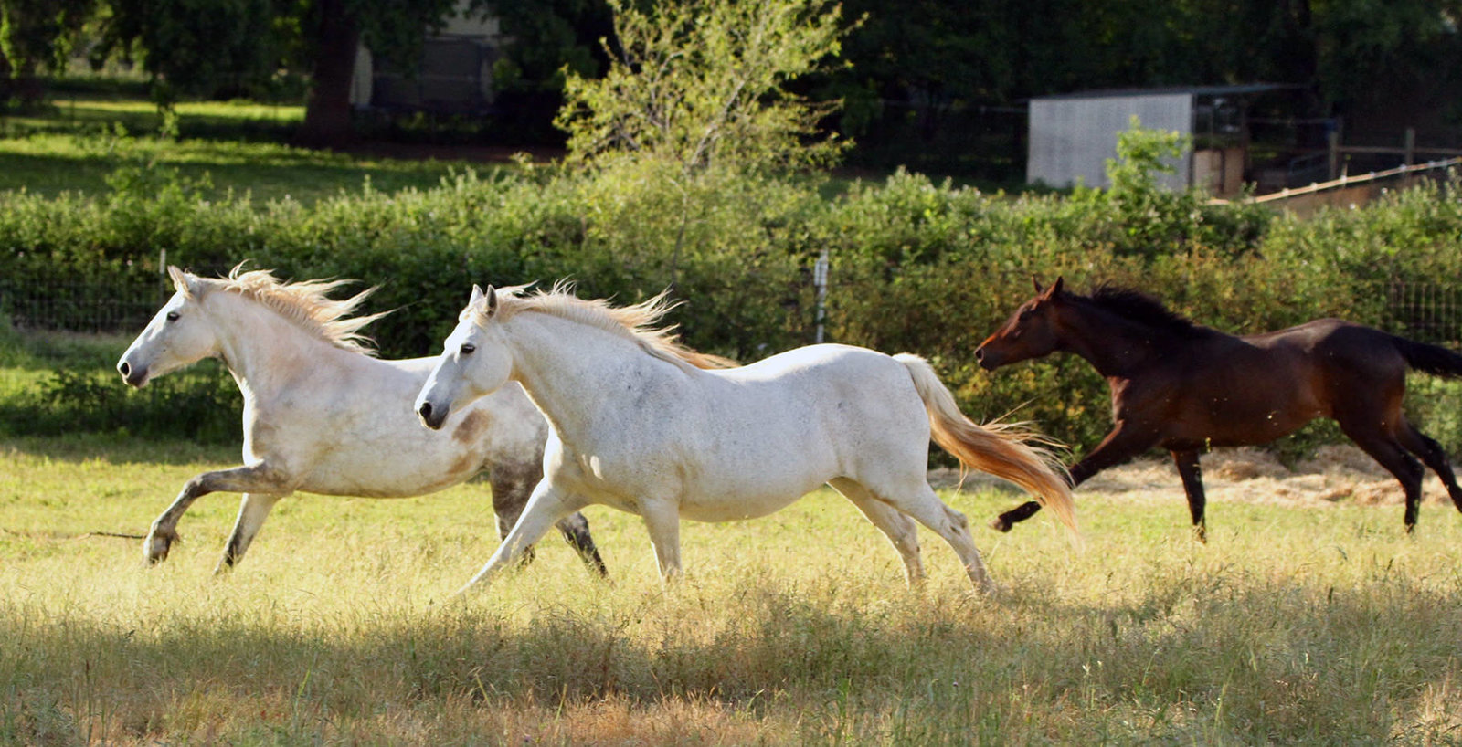 REDBUD RANCH | ABOUT CONNEMARA PONIES