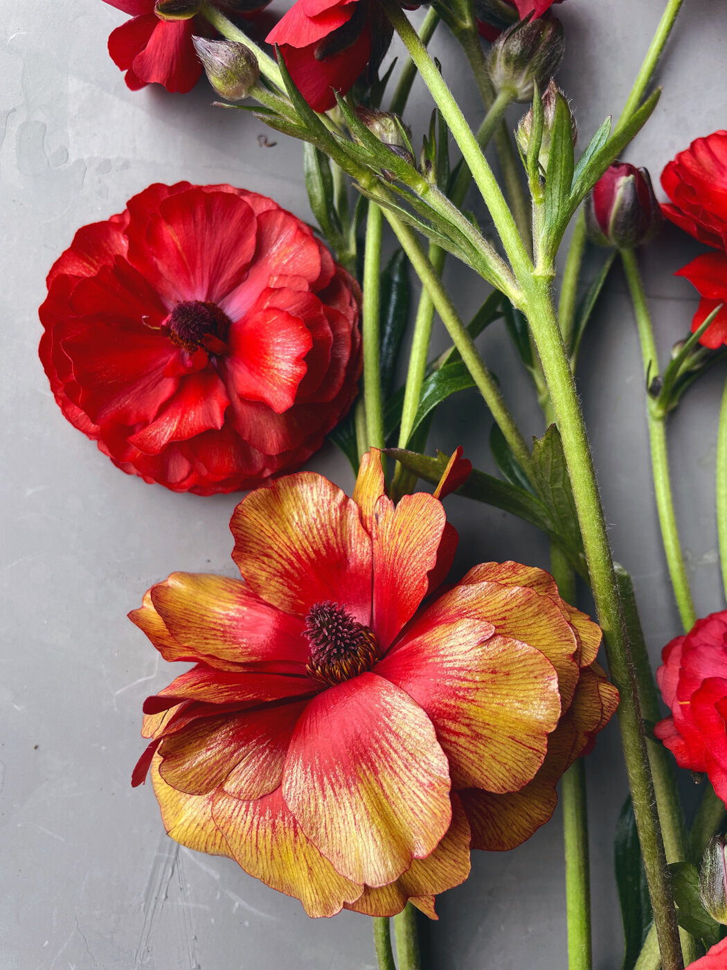 Flowers in Noblesville Indiana | Sweet Peas Flower Farm