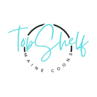 Top Shelf Maine Coons | Polydactyl Maine Coon Kitten Alberta