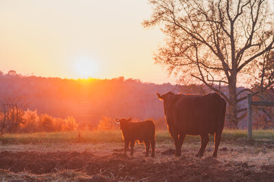 Country Living & Farm Life Blog | ThisFarmWife.com