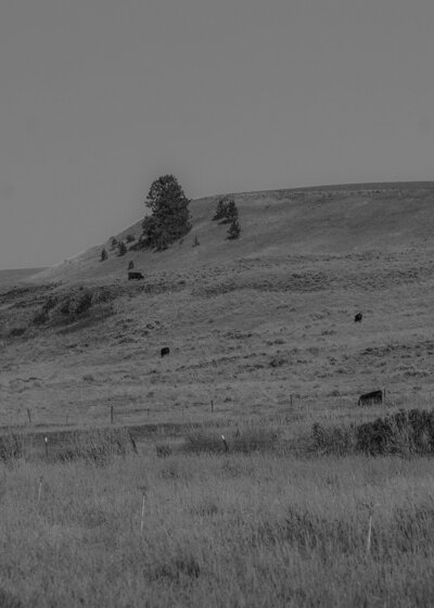 We are a Highland Cattle Ranch built from scratch. We sell purebred ...