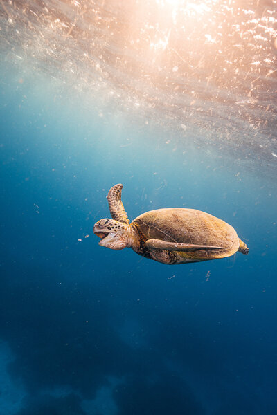 Home [rosslongphoto.com]