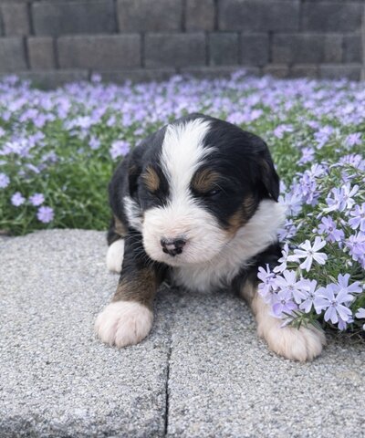 Our Puppies Breeder in Connecticut mini bernedoodles CT