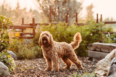 Australian Labradoodle Puppies | British Columbia & Alberta