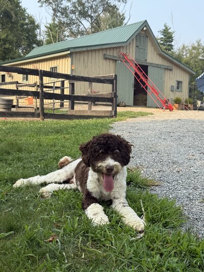 Our Puppies Breeder in Connecticut mini bernedoodles CT