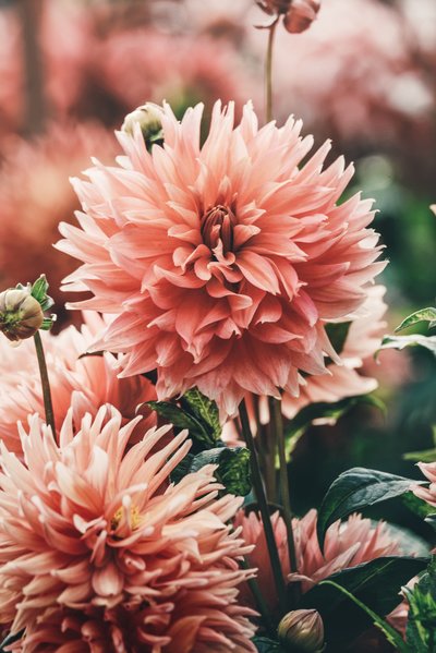 PITH + VIGOR by Rochelle Greayer | Garden Design. Made Simple.