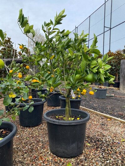 Mature Citrus and Fruit Trees | Sydney Plant Nursery | Trees