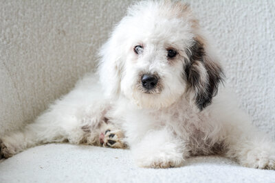 Available Mini and micro Sheepadoodle Puppies