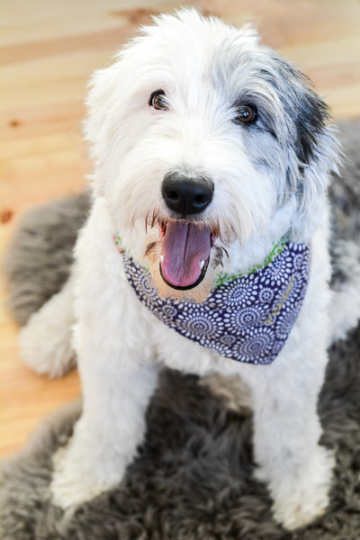 Our Sheepadoodle parents