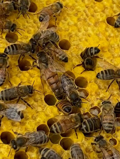 Services | Inspecting Bee Diseases such as Varroa Mite & AFB