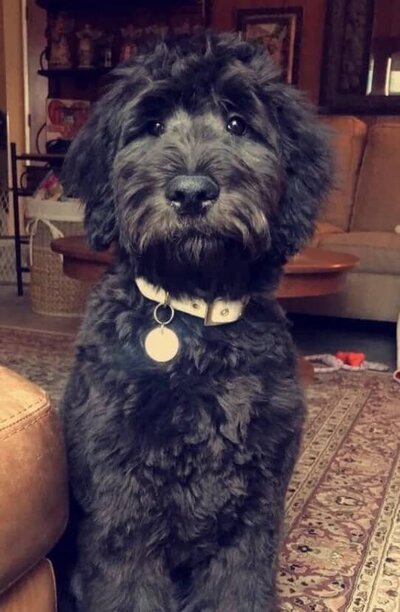 Terms | Small Country Doodles