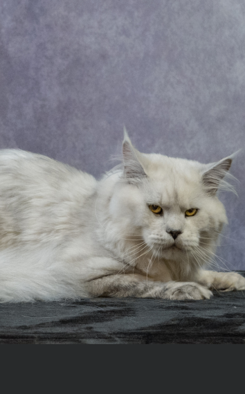 Champion Maine Coon Queens and Kings of Daisy Dukes