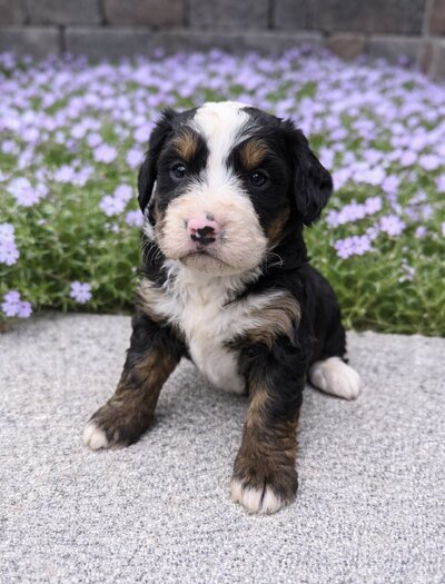 Our Puppies Breeder in Connecticut mini bernedoodles CT