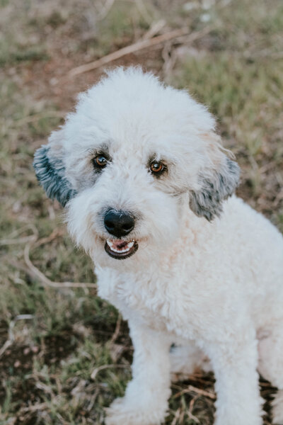 Available Mini and micro Sheepadoodle Puppies