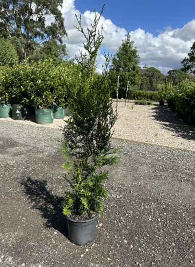 Mature Hedging Plants & Screens Sydney | Instant Hedge Trees