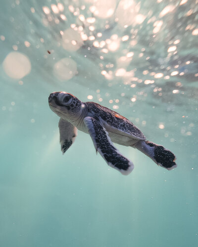 Home [rosslongphoto.com]