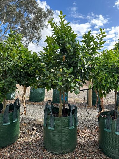 Mature Citrus and Fruit Trees | Sydney Plant Nursery | Trees