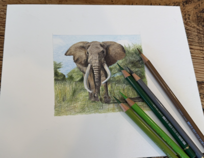 Coloured Pencil Week 2026 | African Wildlife Art Event by Bonny Snowdon