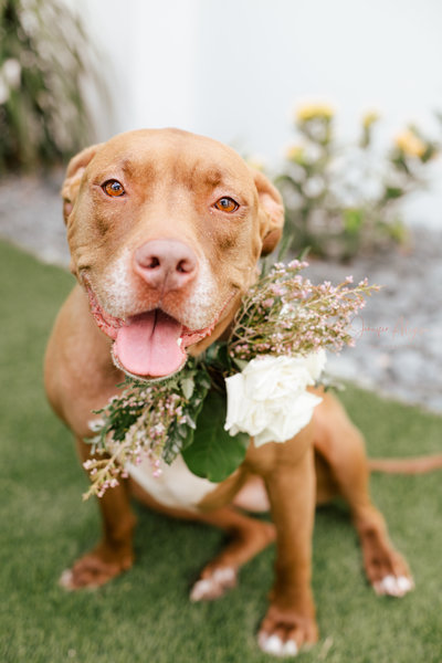 Wedding Day Pet Care