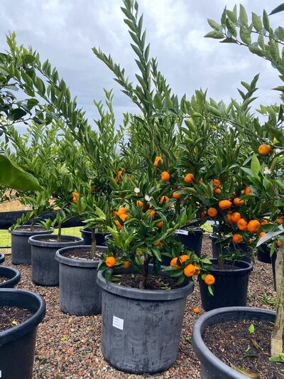 Mature Citrus and Fruit Trees | Sydney Plant Nursery | Trees