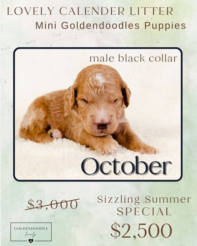 Goldendoodle Lovely