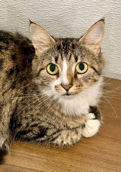 Fabled Farm Rescue & Sanctuary Adopt