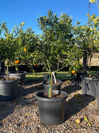 Mature Citrus and Fruit Trees | Sydney Plant Nursery | Trees