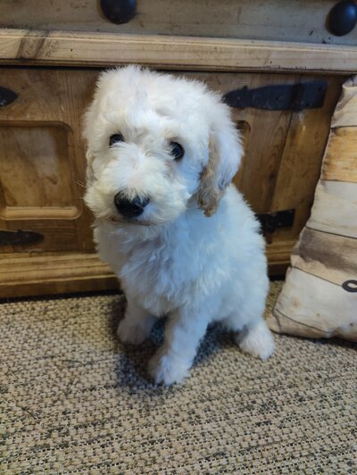 Mini Golden Doodles | Small Country Doodles