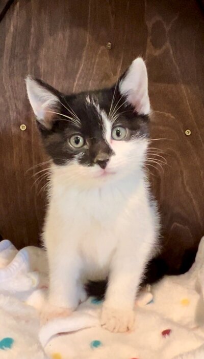 Fabled Farm Rescue & Sanctuary Adopt