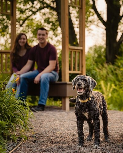 Unleashed with Love | Milwaukee and Waukesha Dog Photographer