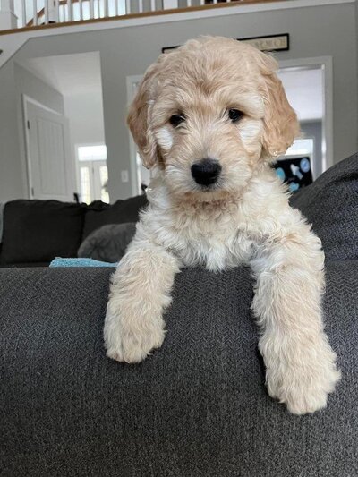 Home [blueridgedoodles.com]