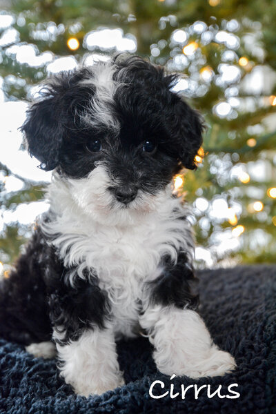 Available Mini and micro Sheepadoodle Puppies