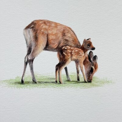 Resources | Coloured Pencil Week